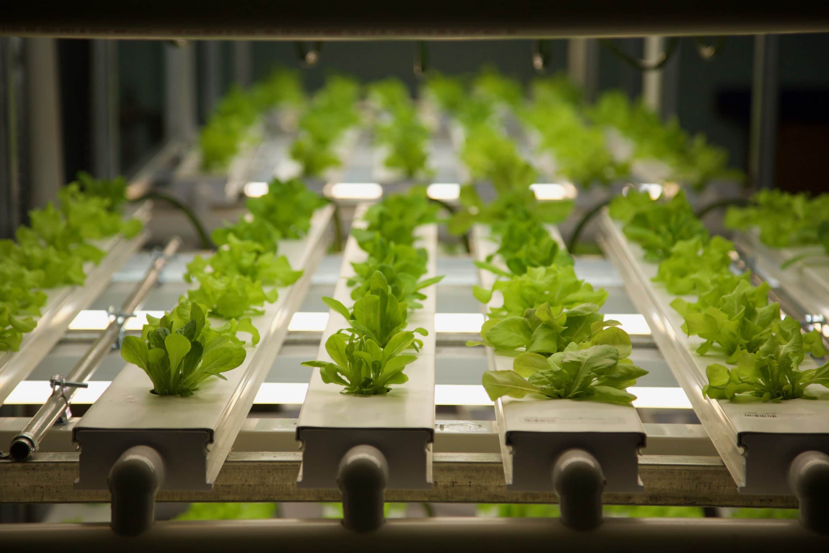 LADDER & VINE - Intag Systems